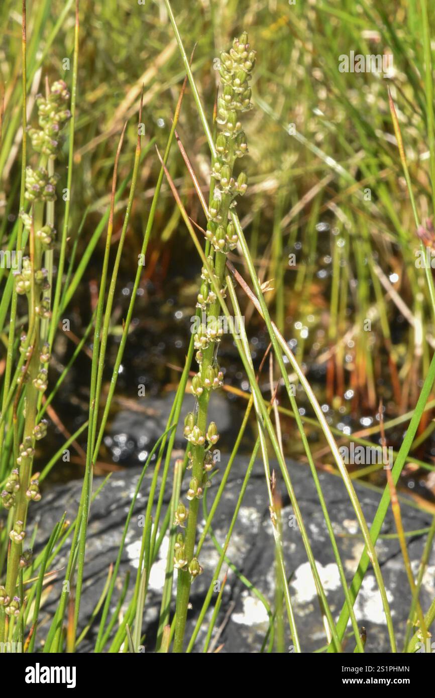 common arrowgrass (Triglochin maritima Stock Photo - Alamy