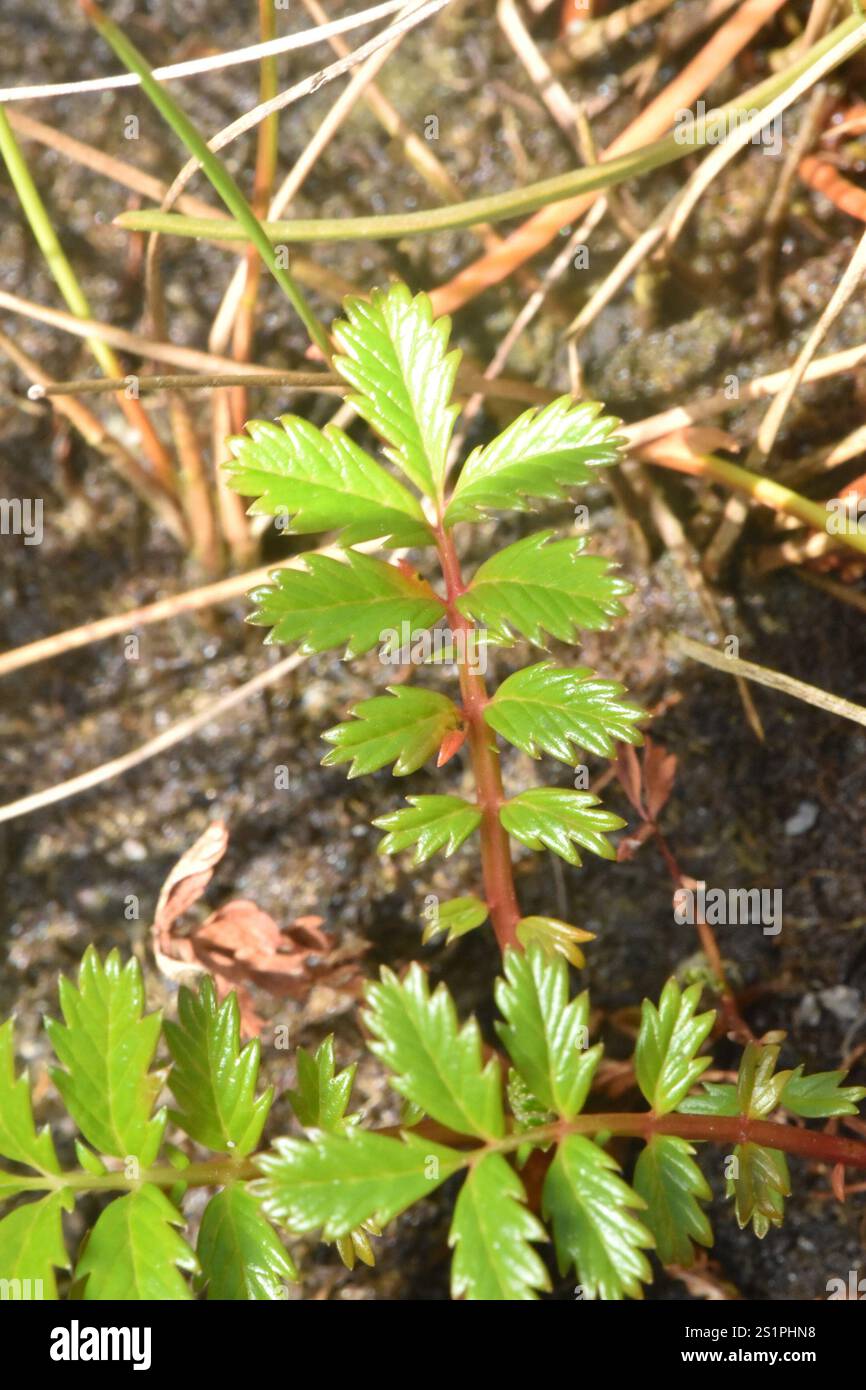 Pacific silverweed (Argentina pacifica Stock Photo - Alamy