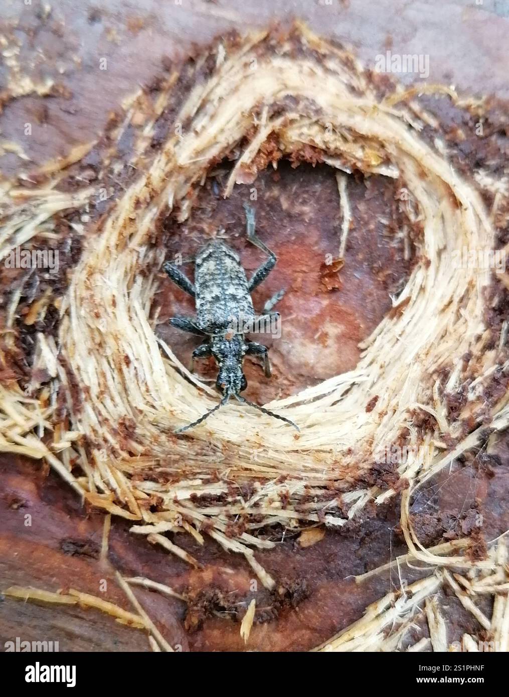 Ribbed Pine Borer (Rhagium inquisitor Stock Photo - Alamy