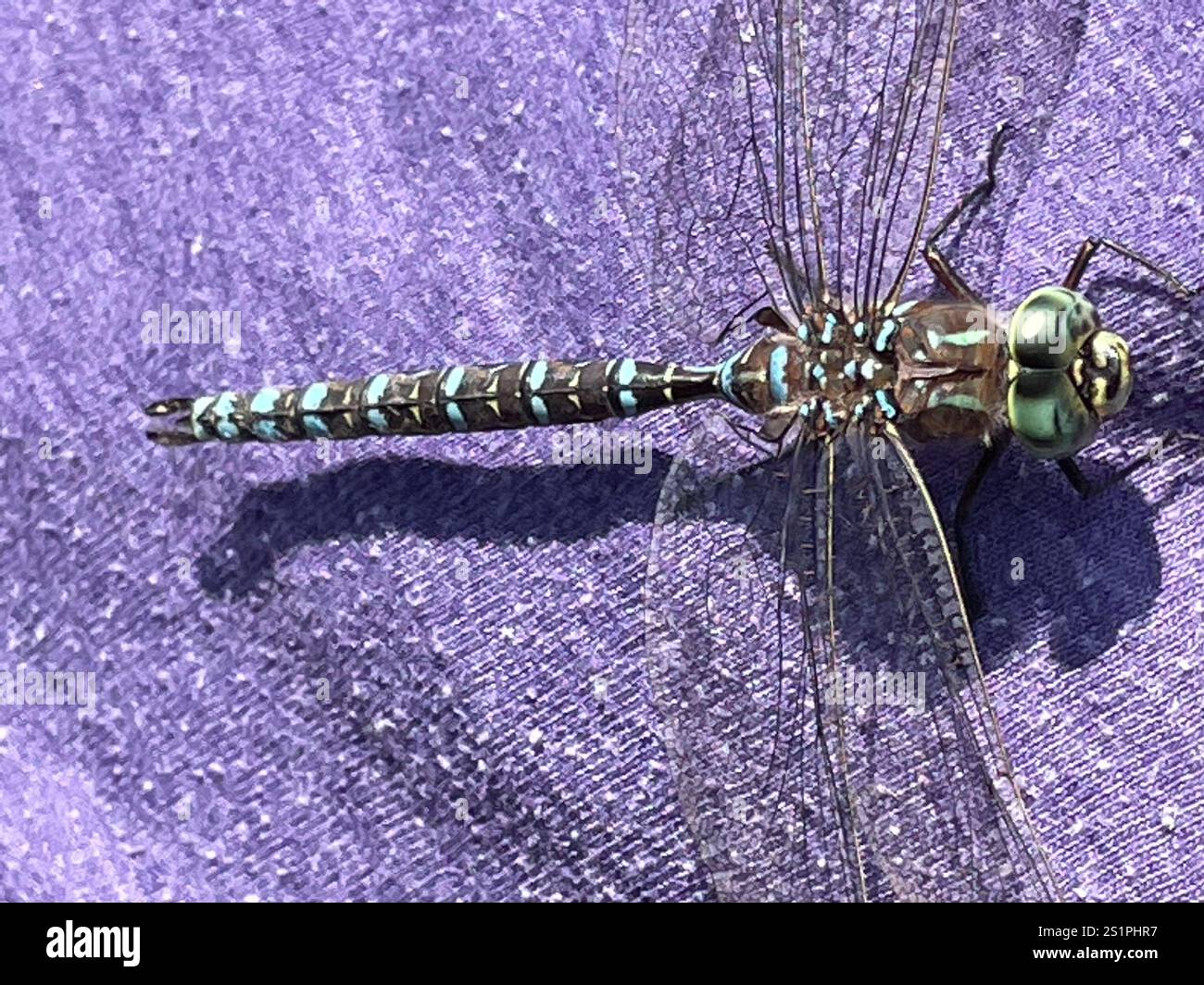 Hawkers and Typical Darners (Aeshna Stock Photo - Alamy