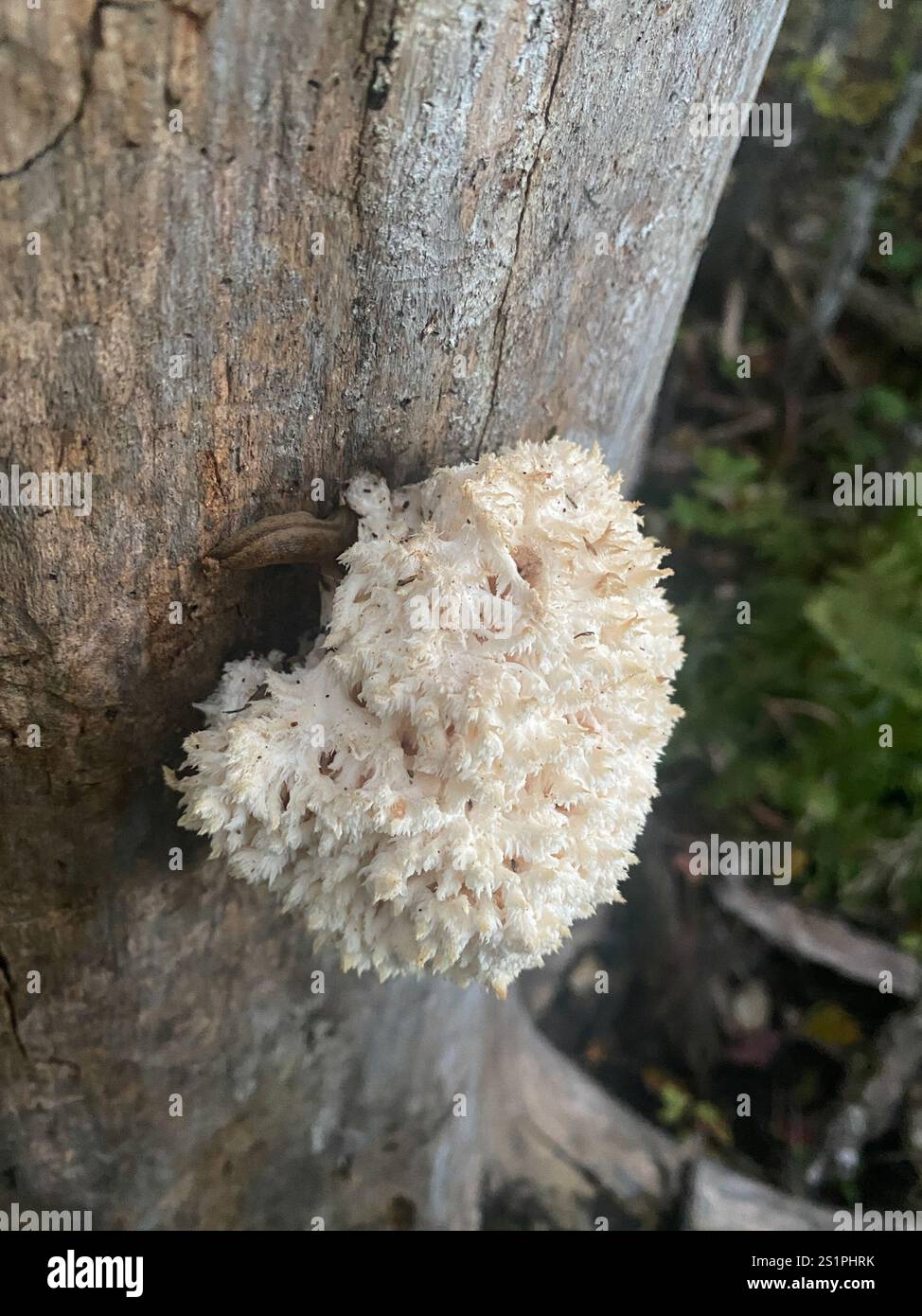 Bear's Head Tooth (Hericium americanum Stock Photo - Alamy