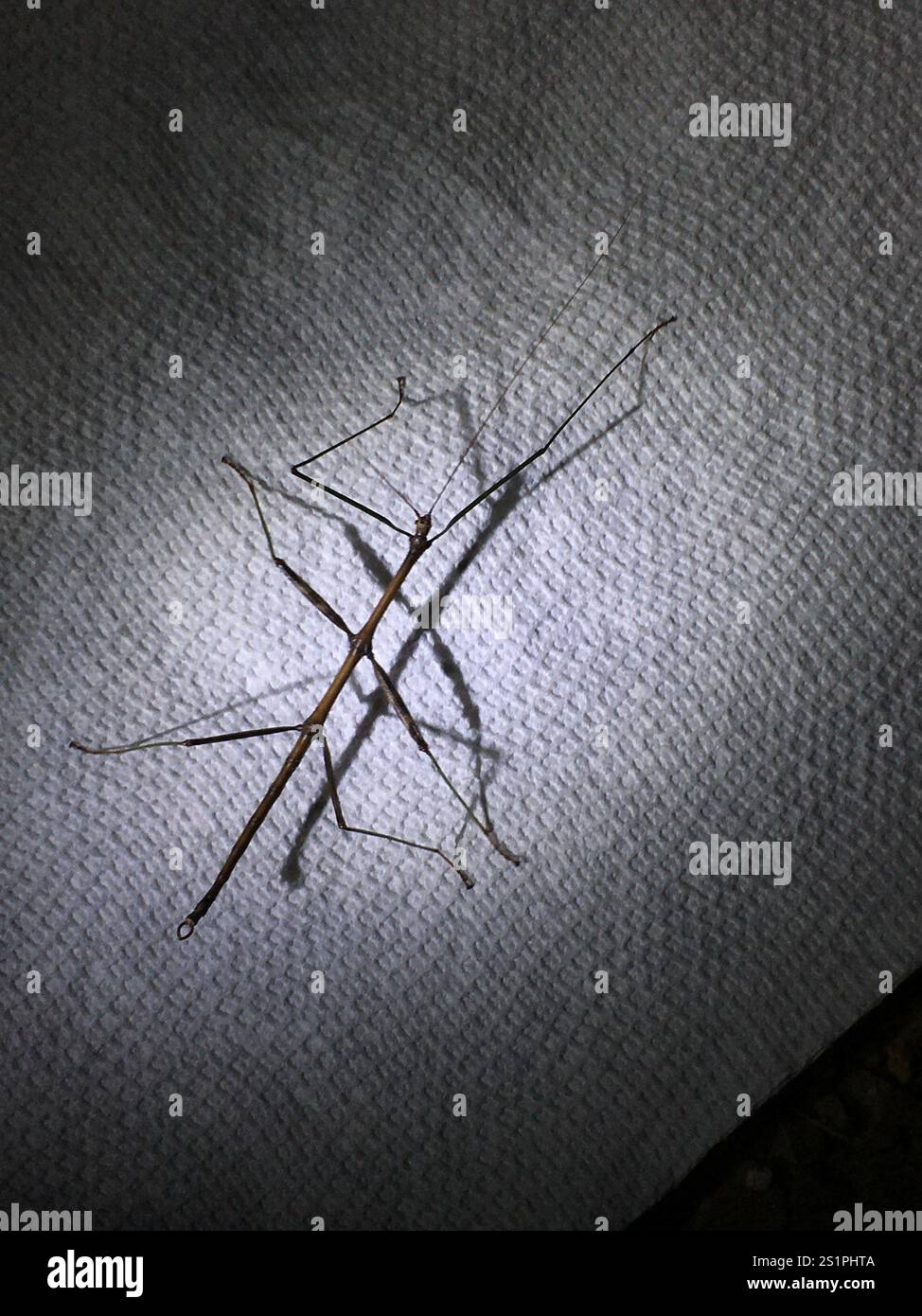 Northern Walkingstick Diapheromera Femorata Stock Photo Alamy