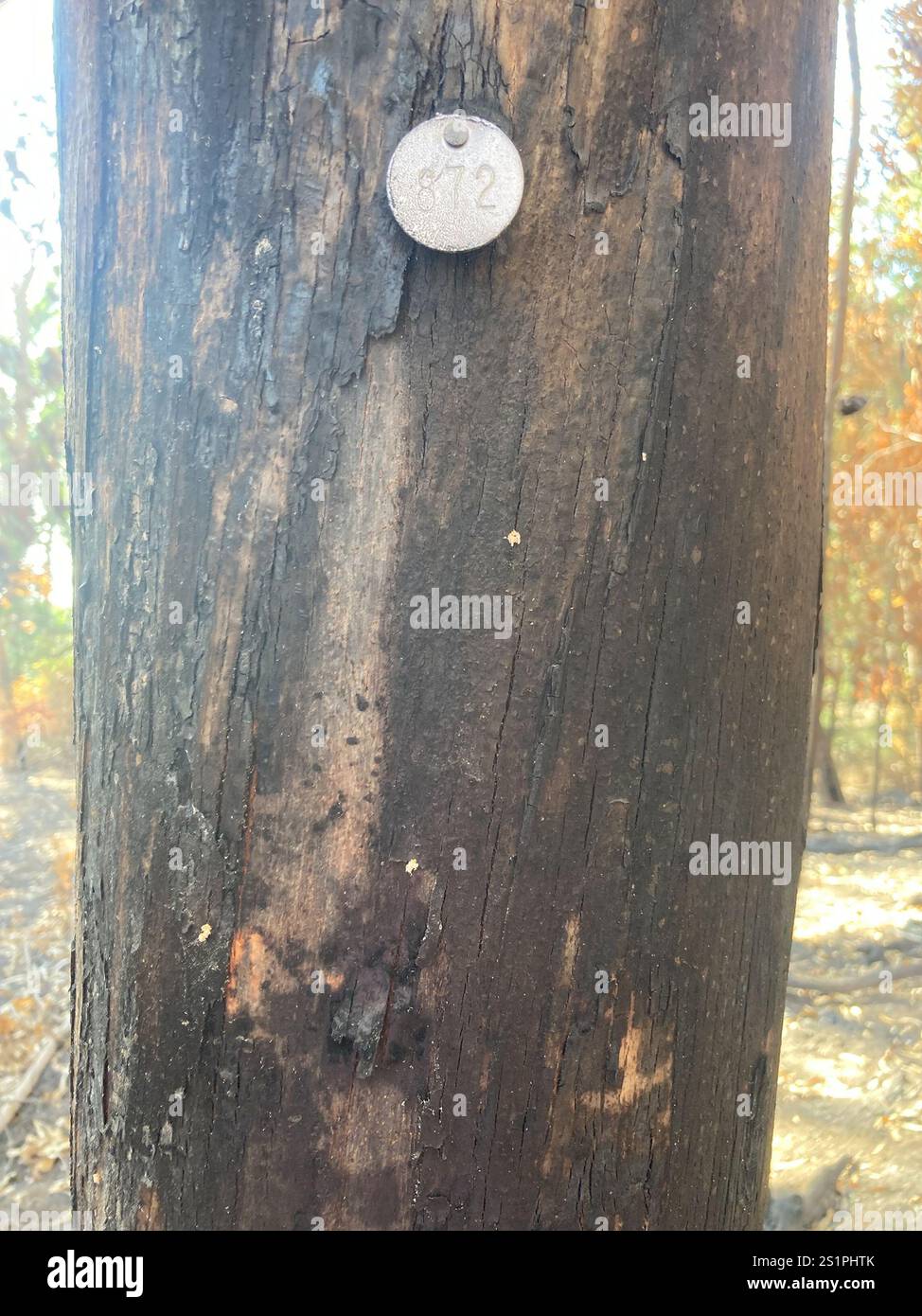 Cytospora Cankers (Cytospora Stock Photo - Alamy