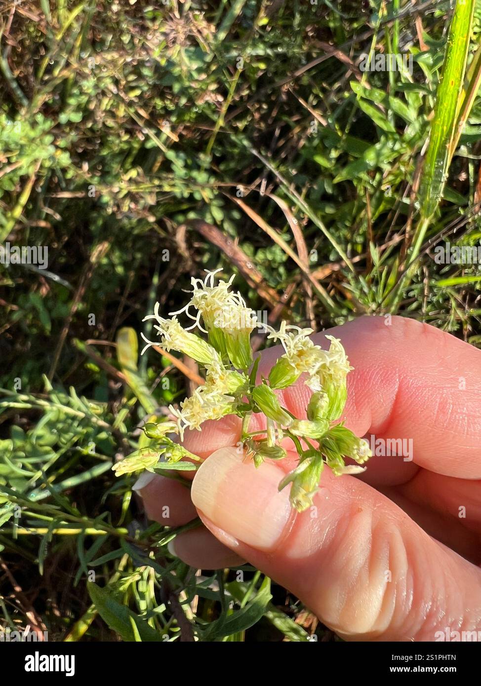 False Boneset (Brickellia eupatorioides Stock Photo - Alamy