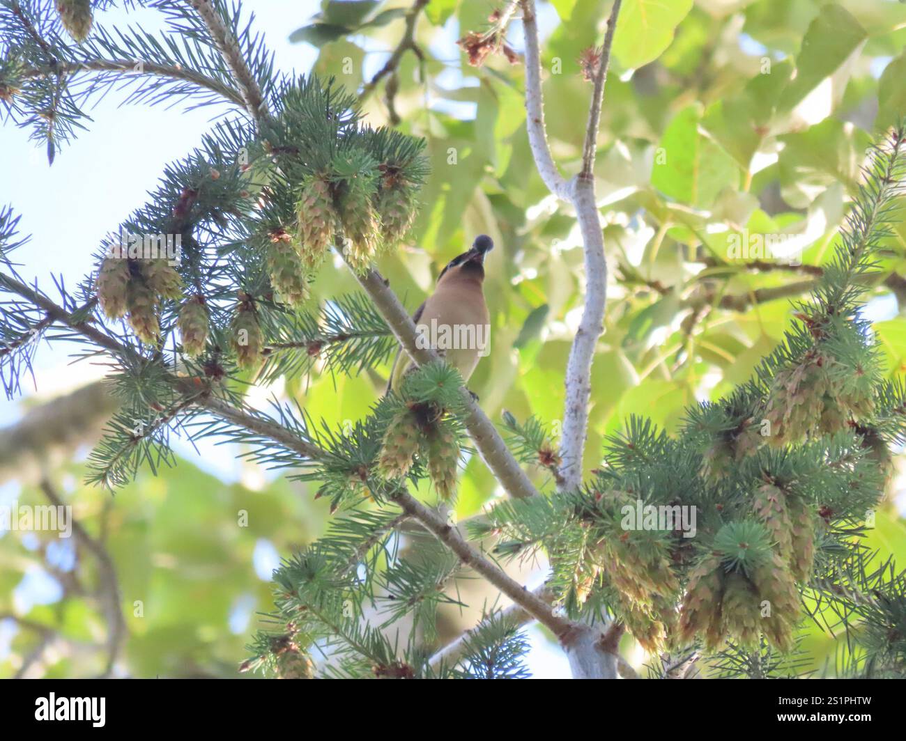 Cedar Waxwing (Bombycilla cedrorum Stock Photo - Alamy