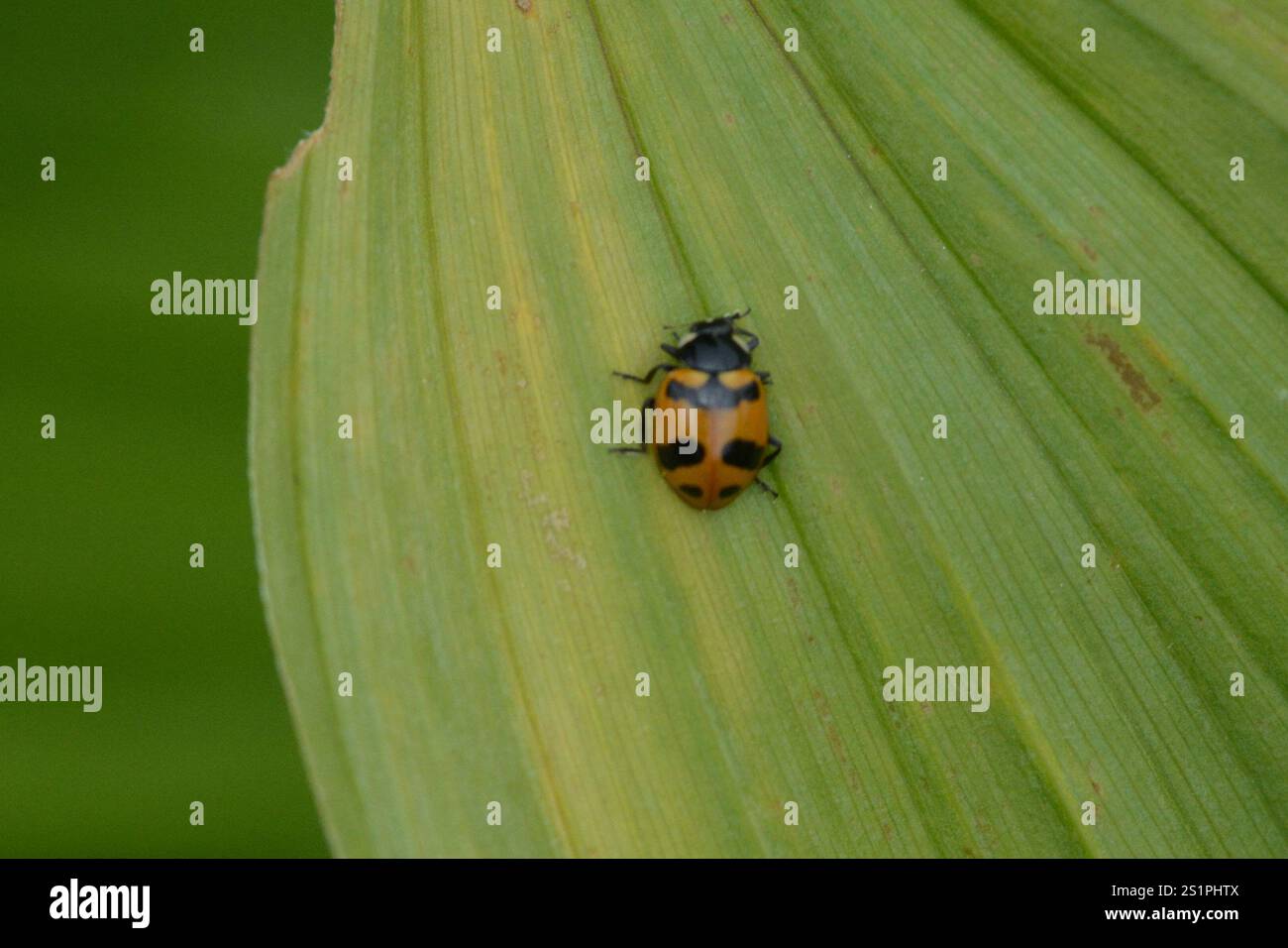 American Five-spotted Lady Beetle (Hippodamia quinquesignata Stock ...