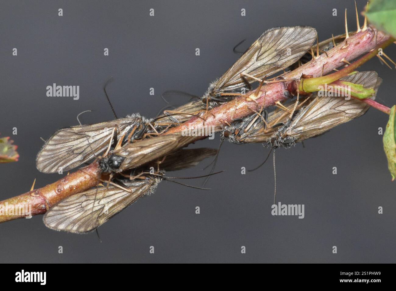 Grannom Caddisflies (Brachycentrus Stock Photo - Alamy