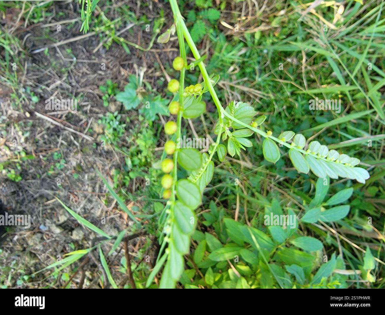 Chamberbitter (Phyllanthus urinaria Stock Photo - Alamy