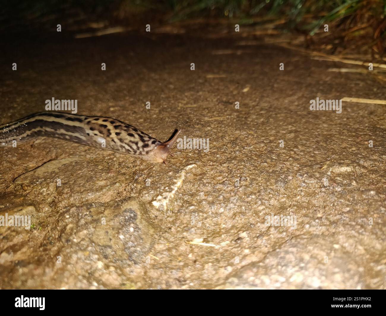 Leopard Slug (Limax maximus Stock Photo - Alamy