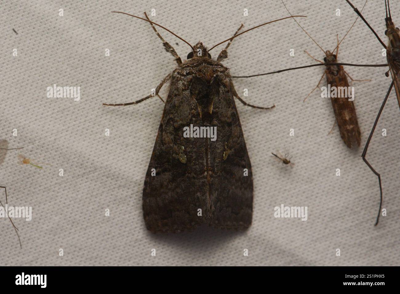 Plusiine Looper Moths (Plusiinae Stock Photo - Alamy