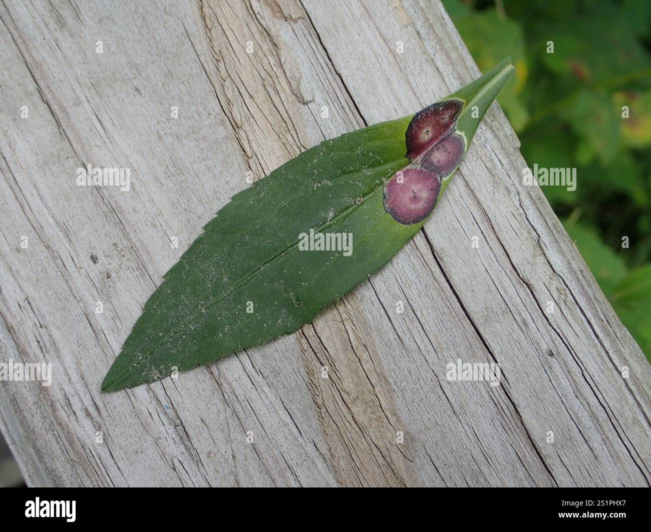 Carbonifera goldenrod gall midge (Asteromyia carbonifera Stock Photo ...