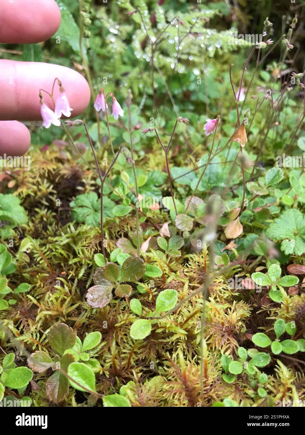 Twinflower (Linnaea borealis Stock Photo - Alamy