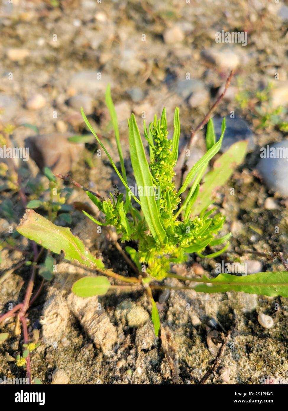 golden dock (Rumex fueginus Stock Photo - Alamy