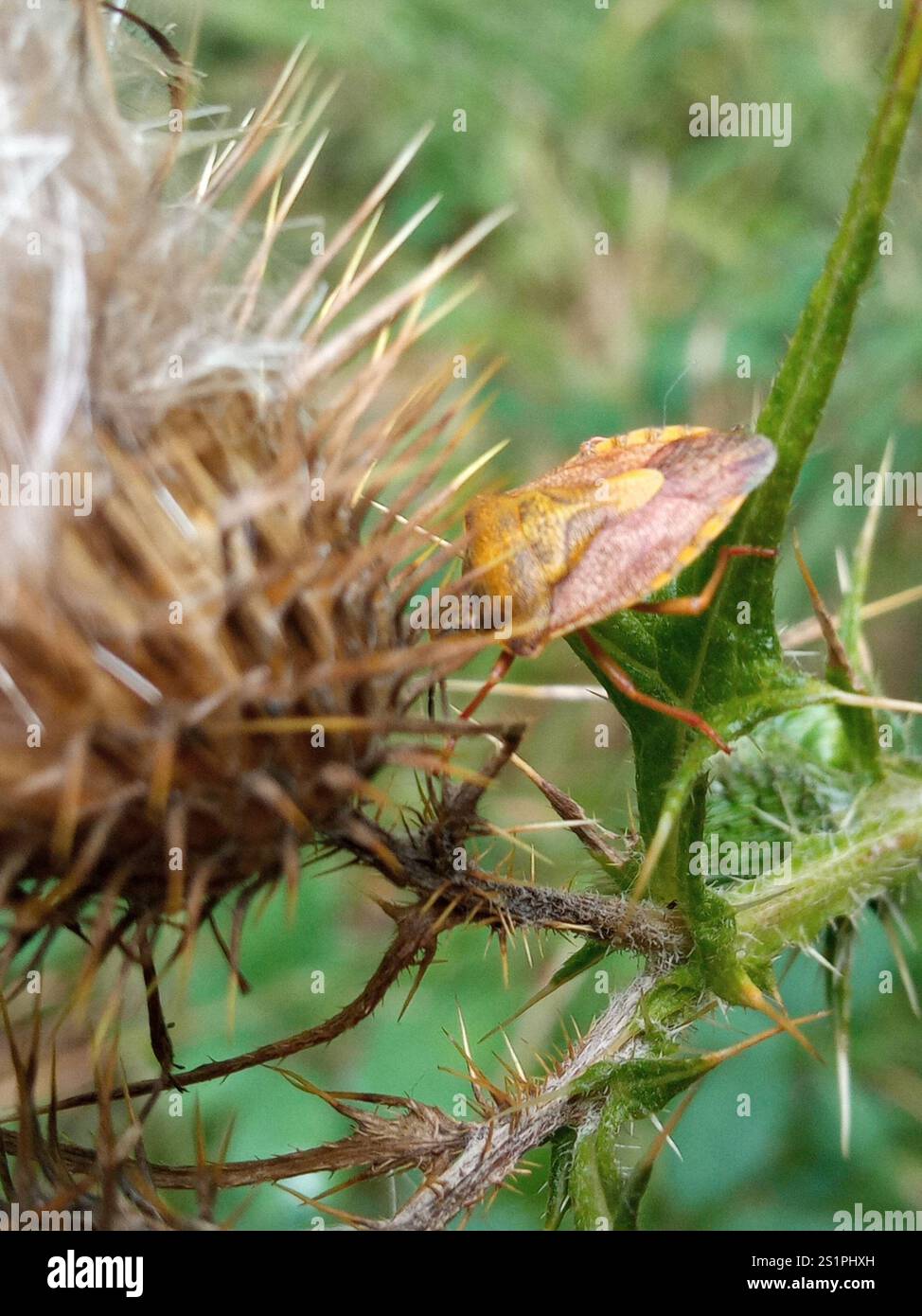 Black-shouldered Shieldbug (Carpocoris purpureipennis Stock Photo - Alamy