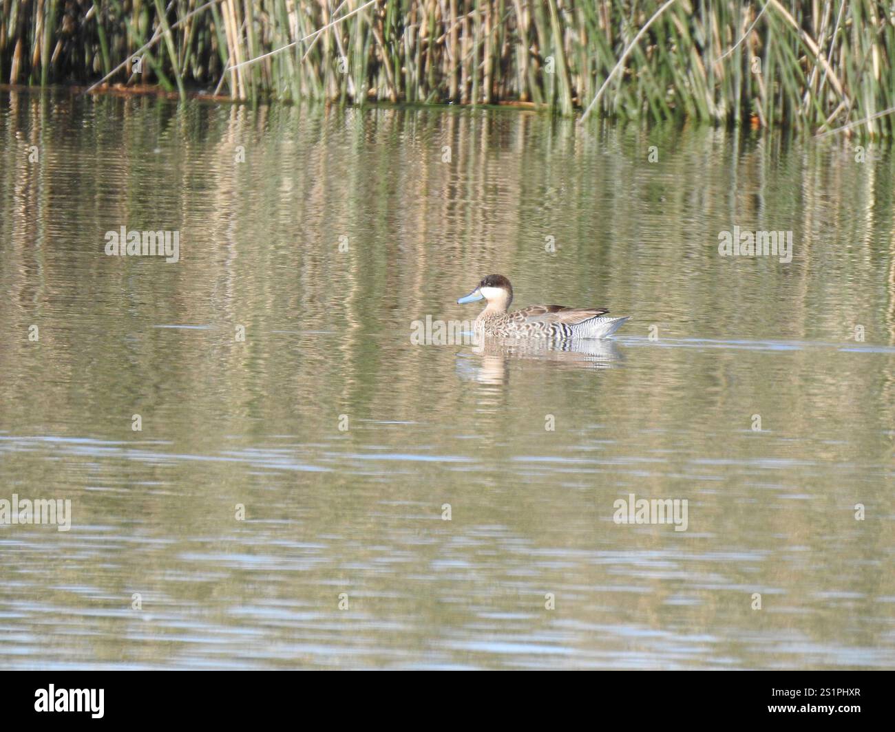 Silver Teal (Spatula versicolor Stock Photo - Alamy