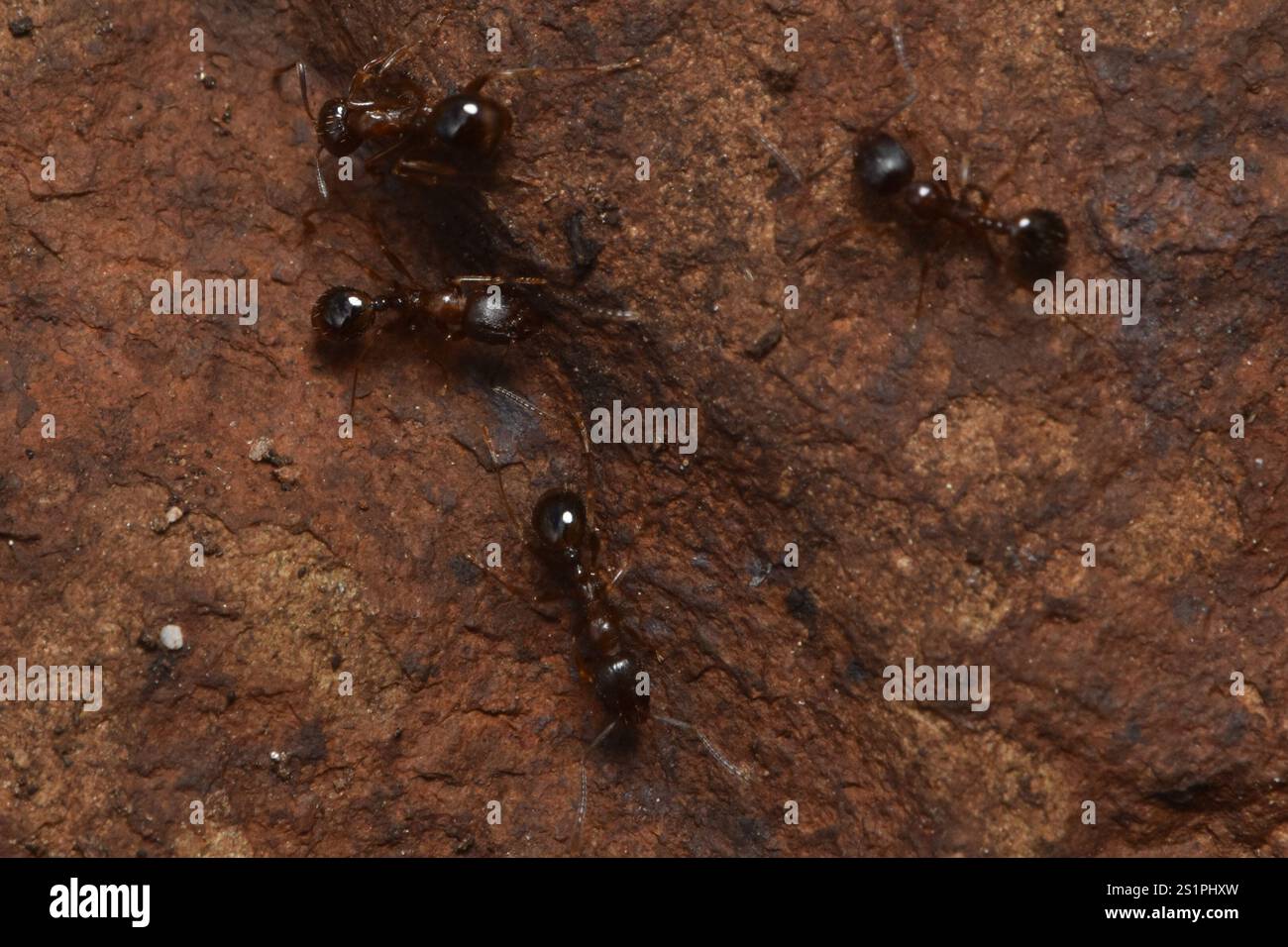 Western Collared Ant (Aphaenogaster occidentalis Stock Photo - Alamy