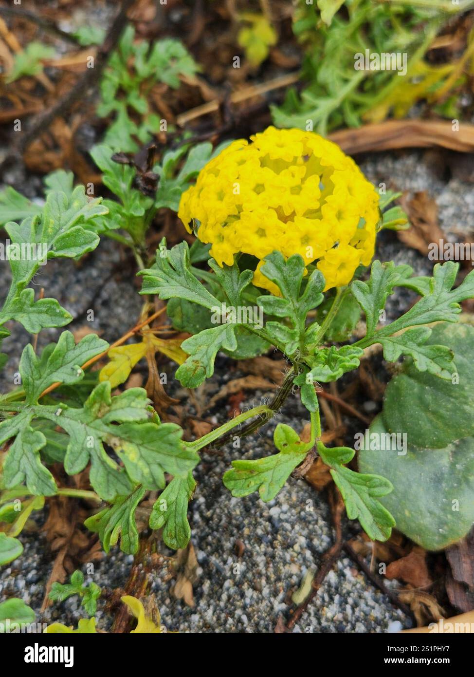 Yellow Sand Verbena (Abronia latifolia Stock Photo - Alamy