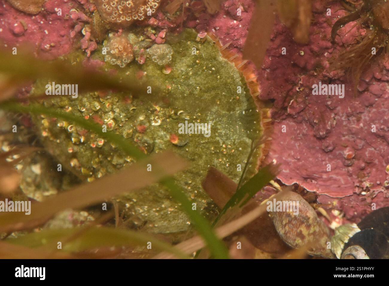 Scallops and Allies (Pectinida Stock Photo - Alamy