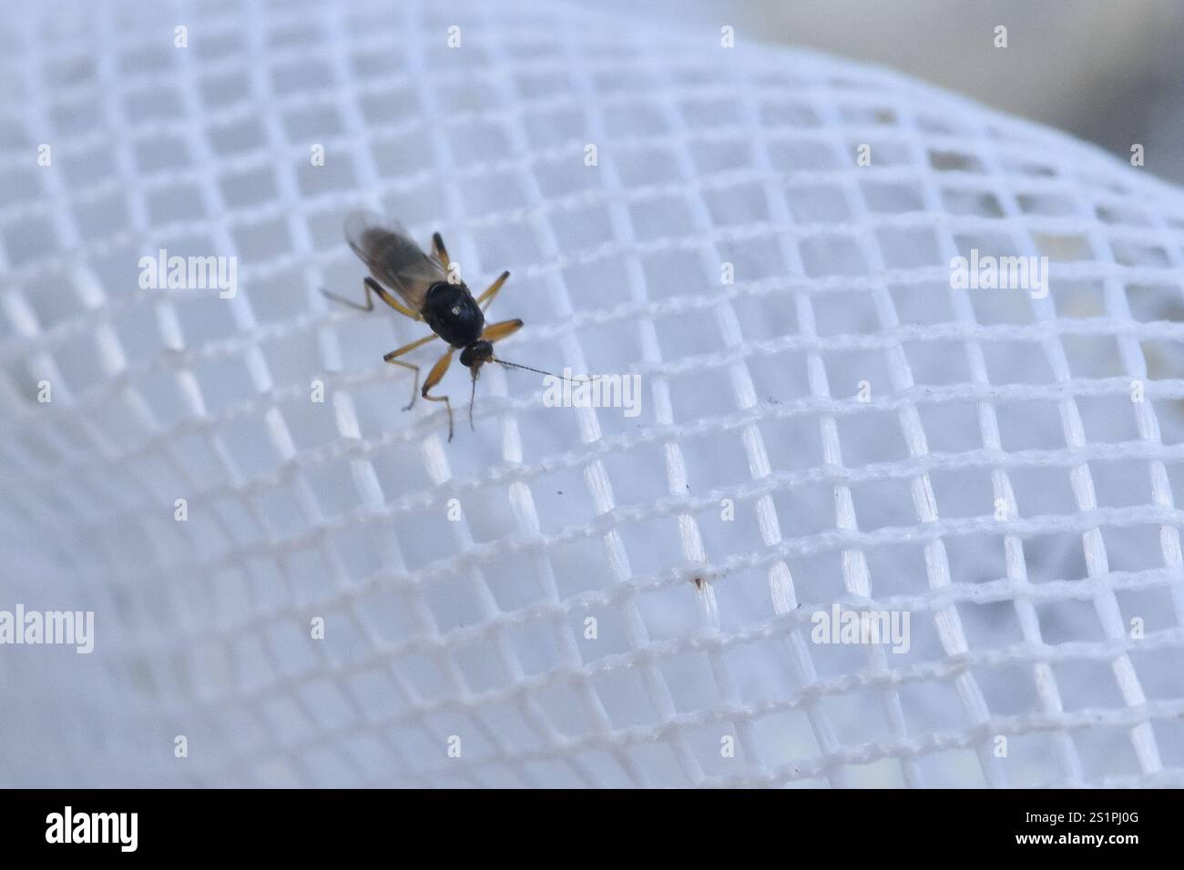 Biting Midges (Ceratopogonidae Stock Photo - Alamy