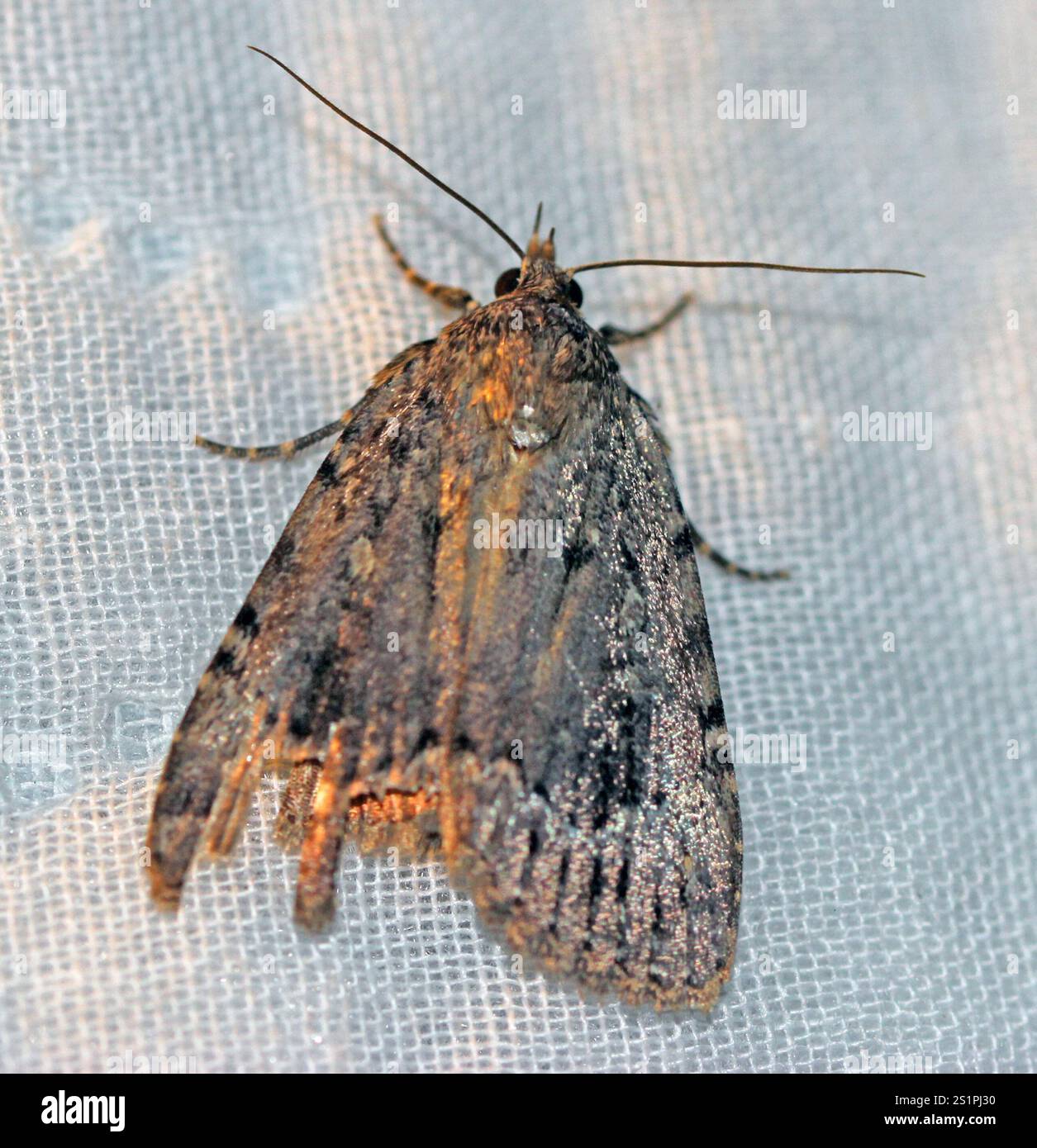 American Copper Underwing (Amphipyra pyramidoides Stock Photo - Alamy