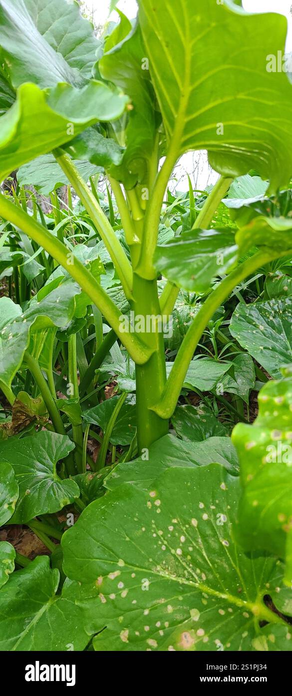 Giant Himalayan Lily (Cardiocrinum giganteum Stock Photo - Alamy