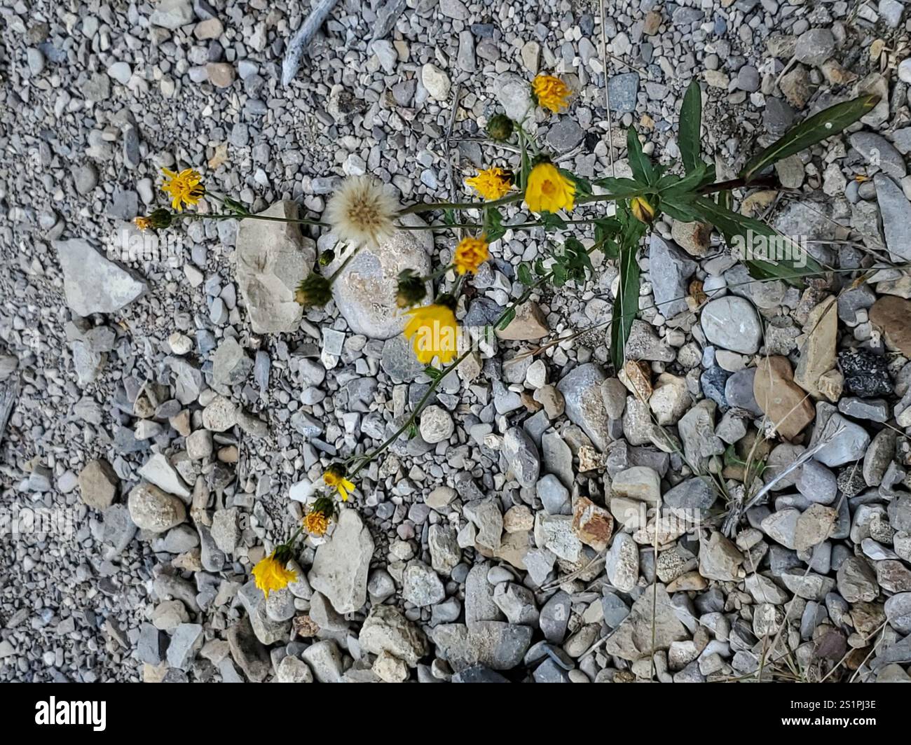 Lettuce, Chicory, Dandelion and Salsify Tribe (Cichorieae Stock Photo ...