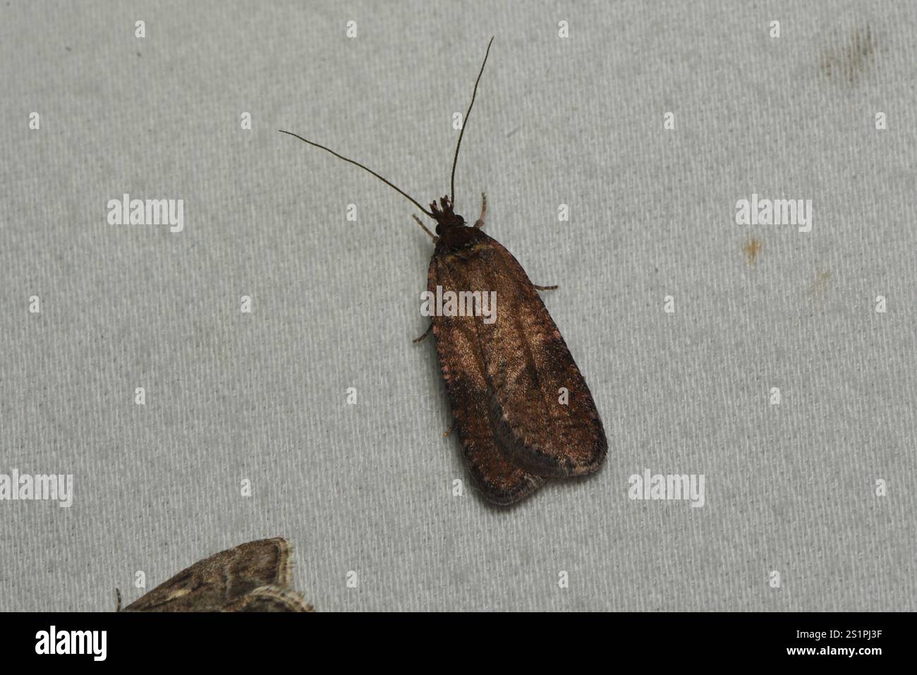 Tortricid Leafroller Moths (Tortricidae Stock Photo - Alamy