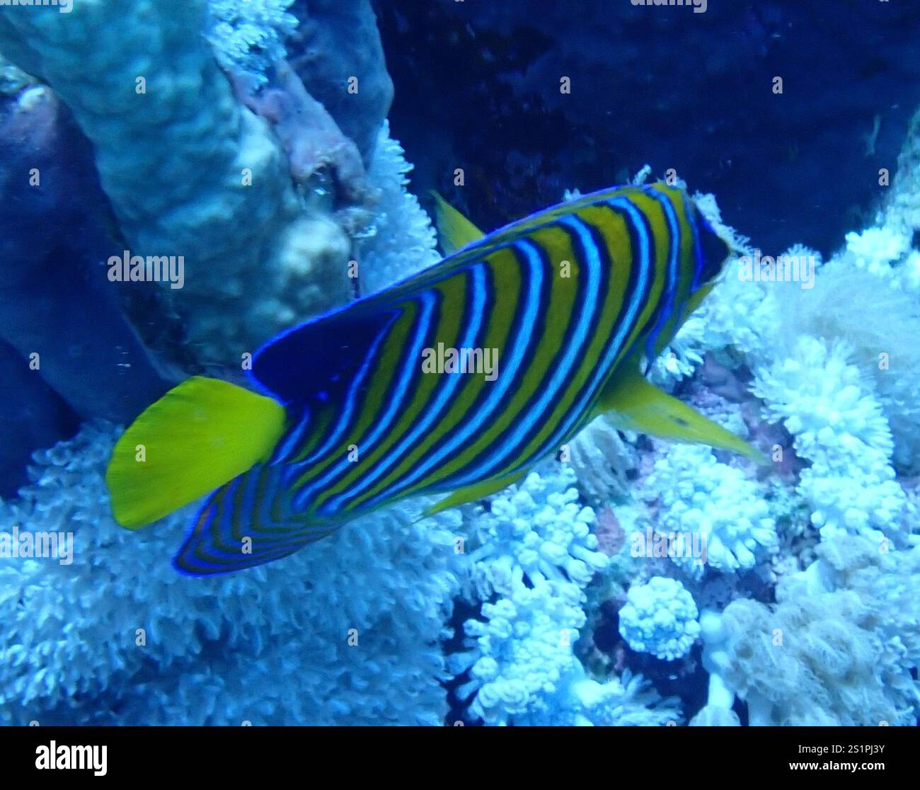 Regal Angelfish (Pygoplites diacanthus Stock Photo - Alamy