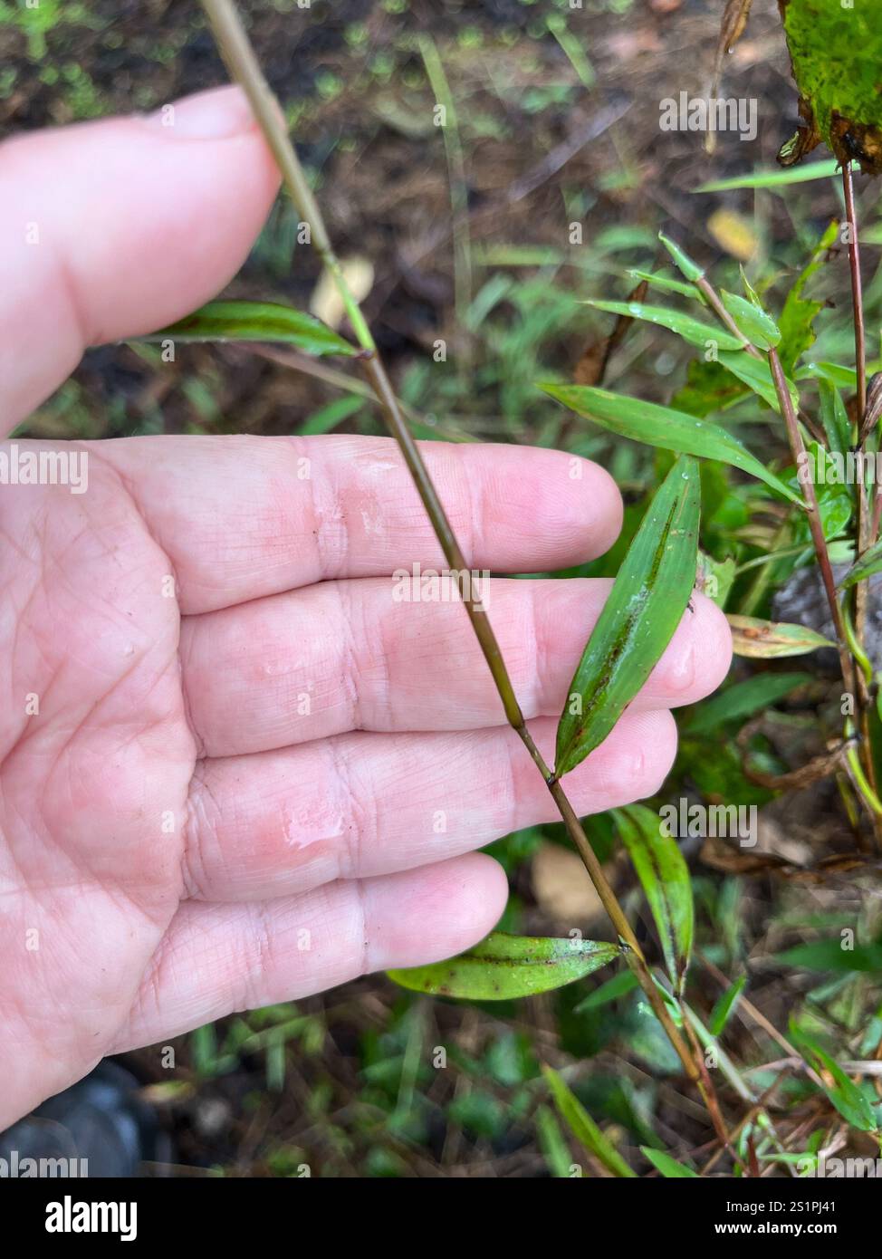 Japanese stiltgrass (Microstegium vimineum Stock Photo - Alamy