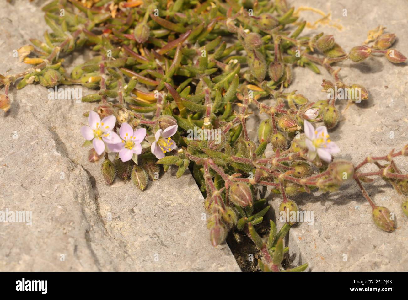 Saltmarsh Sand Spurry (Spergularia marina Stock Photo - Alamy