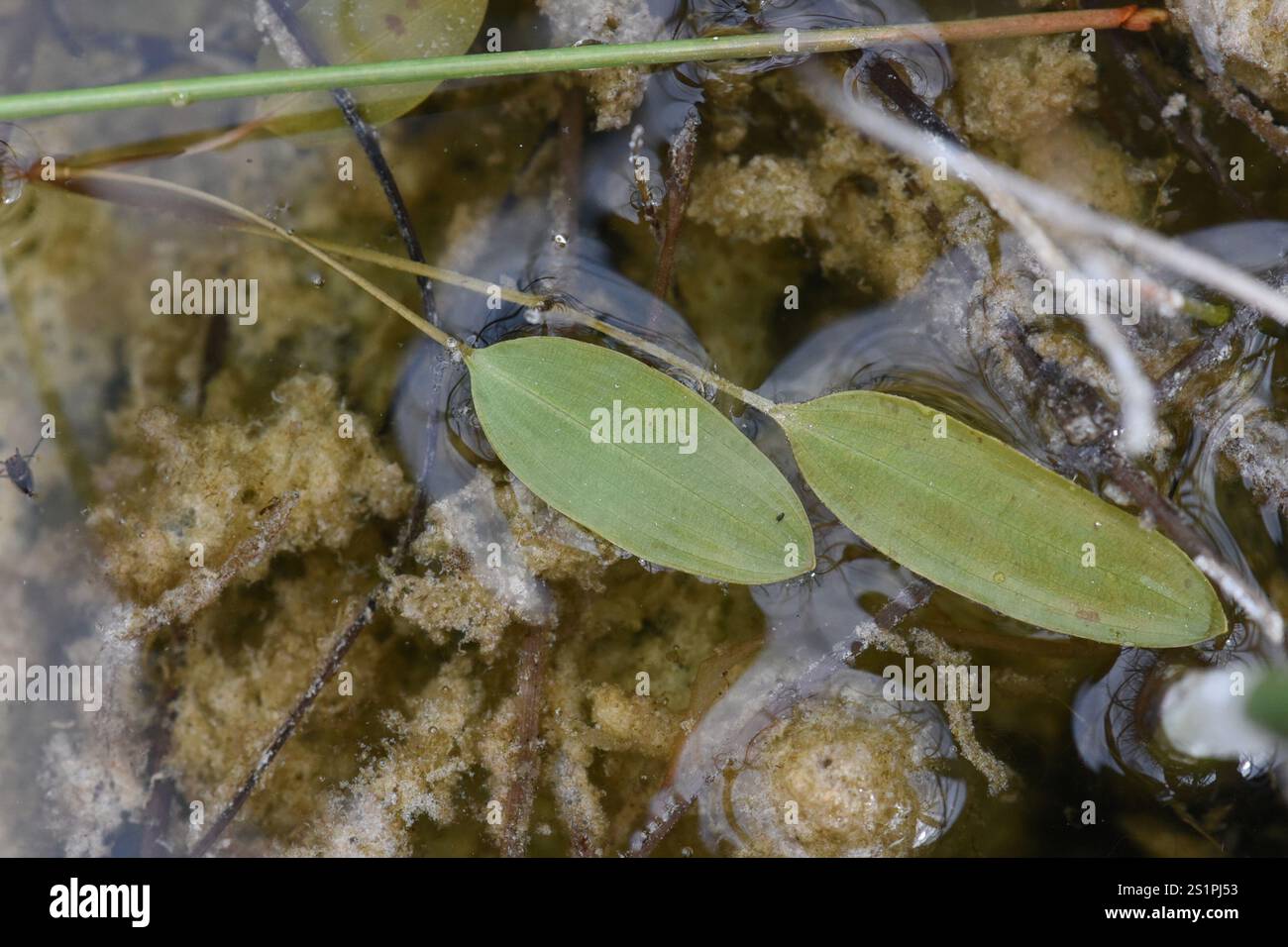 pondweed family (Potamogetonaceae Stock Photo - Alamy