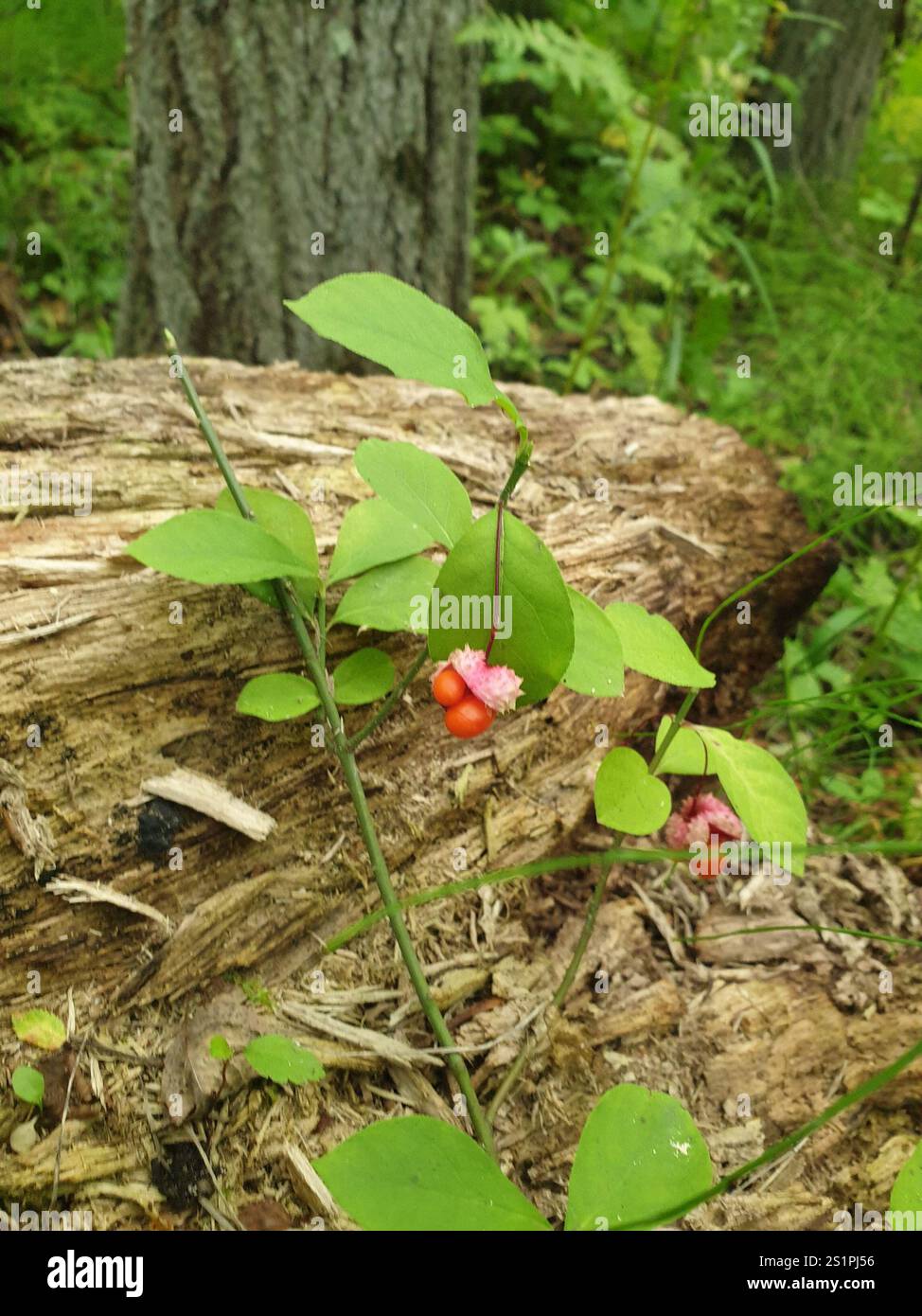 Running Strawberry-bush (Euonymus obovatus Stock Photo - Alamy