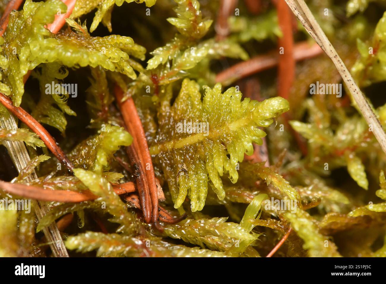 Ostrich-plume Moss (Ptilium crista-castrensis Stock Photo - Alamy