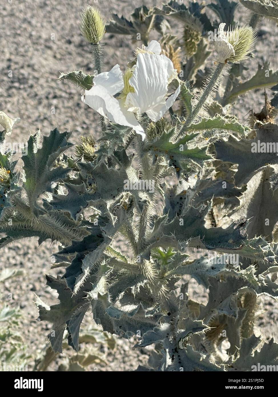 flatbud prickly poppy (Argemone munita Stock Photo - Alamy