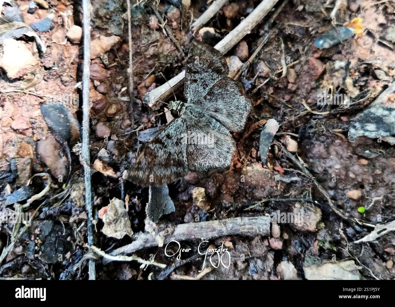 Common Spurwing (Antigonus erosus Stock Photo - Alamy