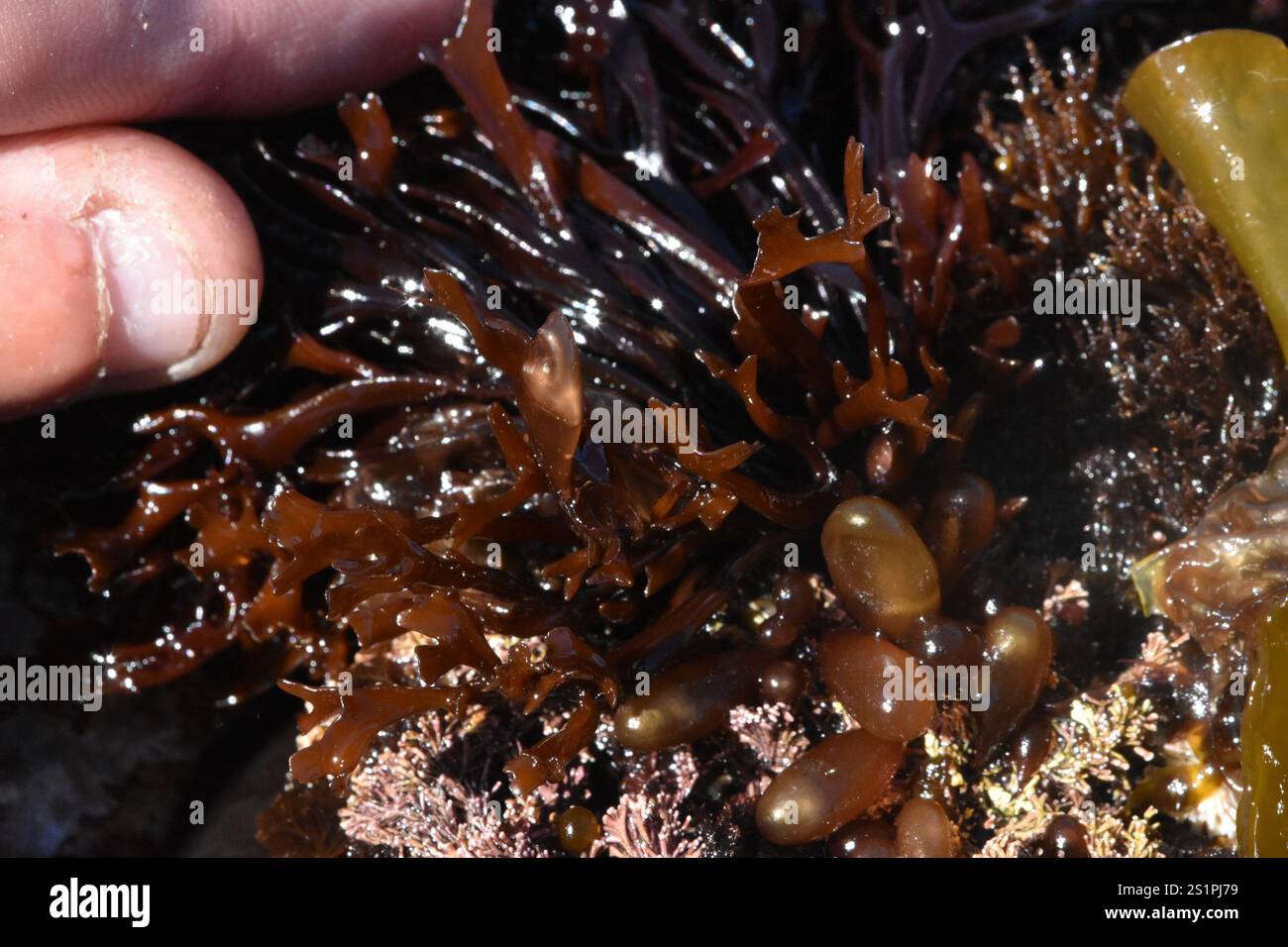 red algae (Rhodophyta Stock Photo - Alamy