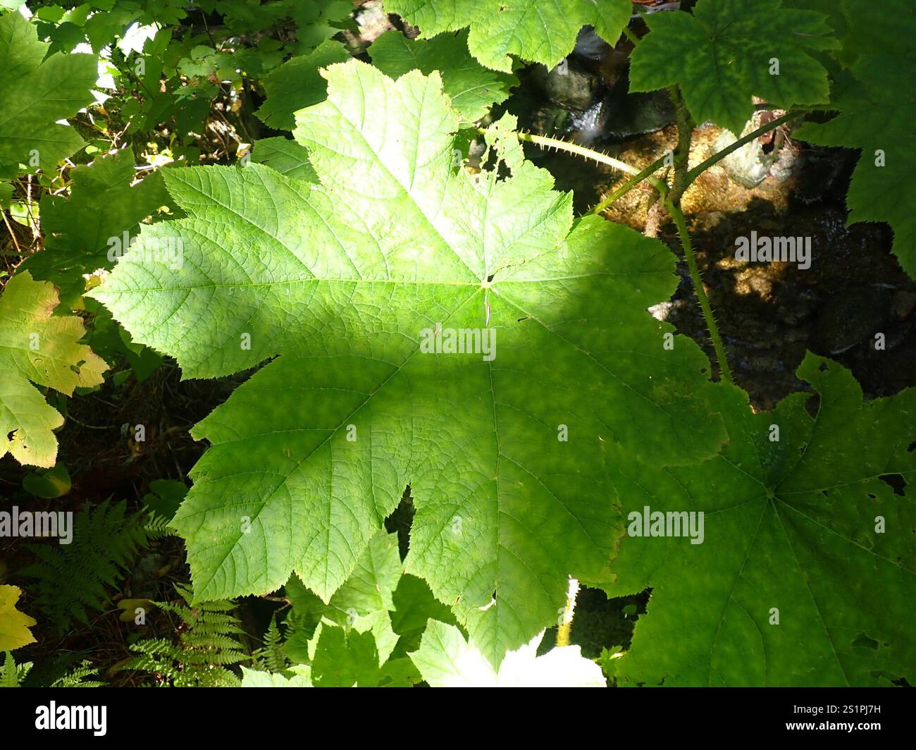 Devil's Club (Oplopanax horridus Stock Photo - Alamy