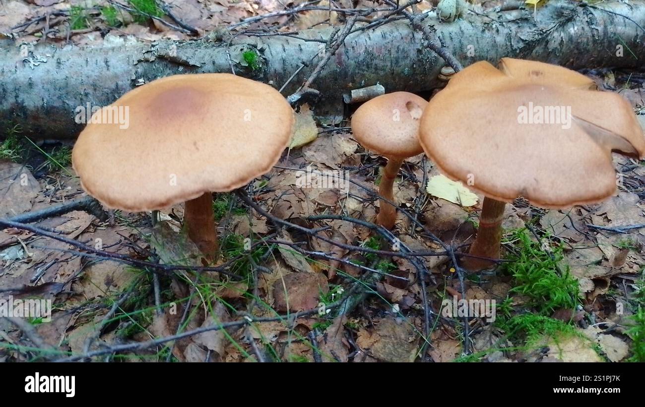red-banded webcap (Cortinarius armillatus Stock Photo - Alamy