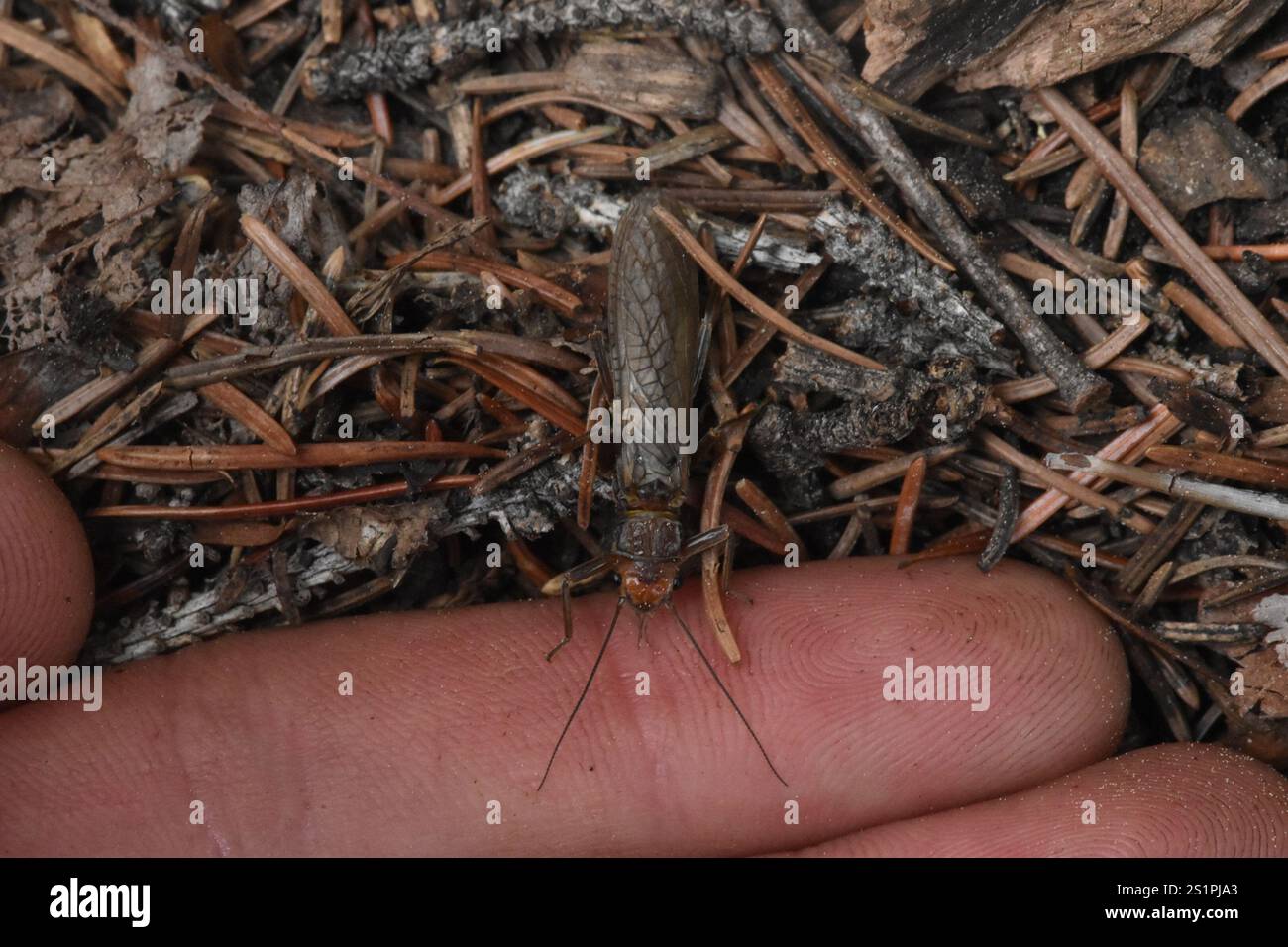 Common Stoneflies (Perlidae Stock Photo - Alamy