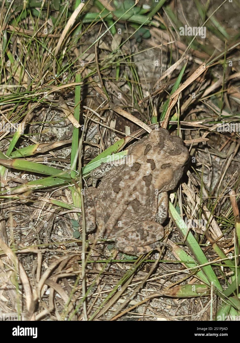Southern Toad (Anaxyrus terrestris Stock Photo - Alamy