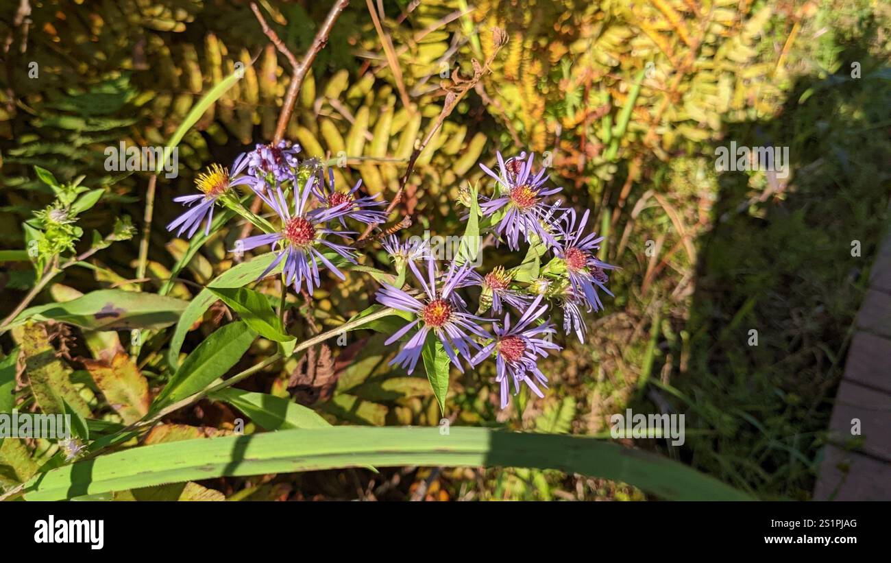 swamp aster (Symphyotrichum puniceum Stock Photo - Alamy