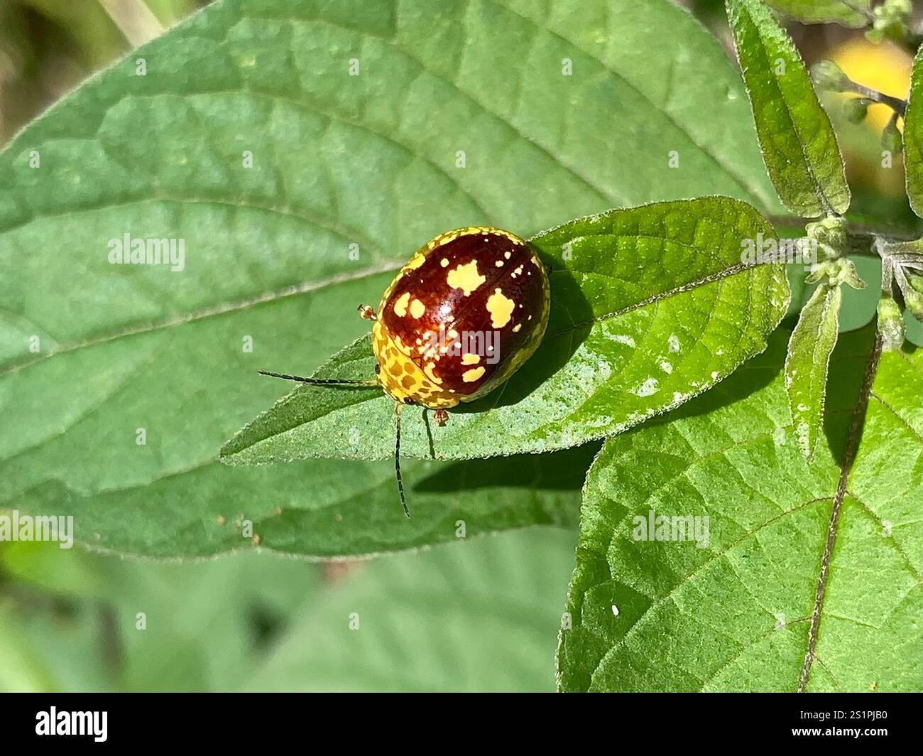 Eucalypt Leaf Beetle (Paropsis maculata Stock Photo - Alamy