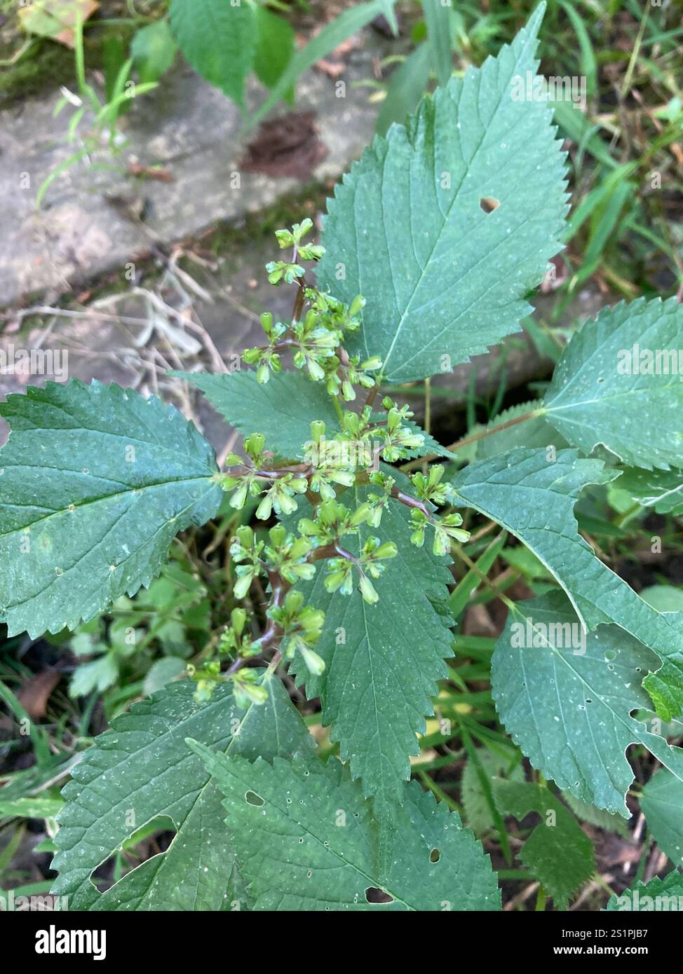 wood nettle (Laportea canadensis Stock Photo - Alamy