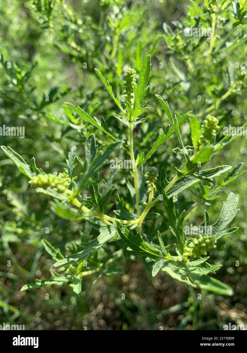western ragweed (Ambrosia psilostachya Stock Photo - Alamy