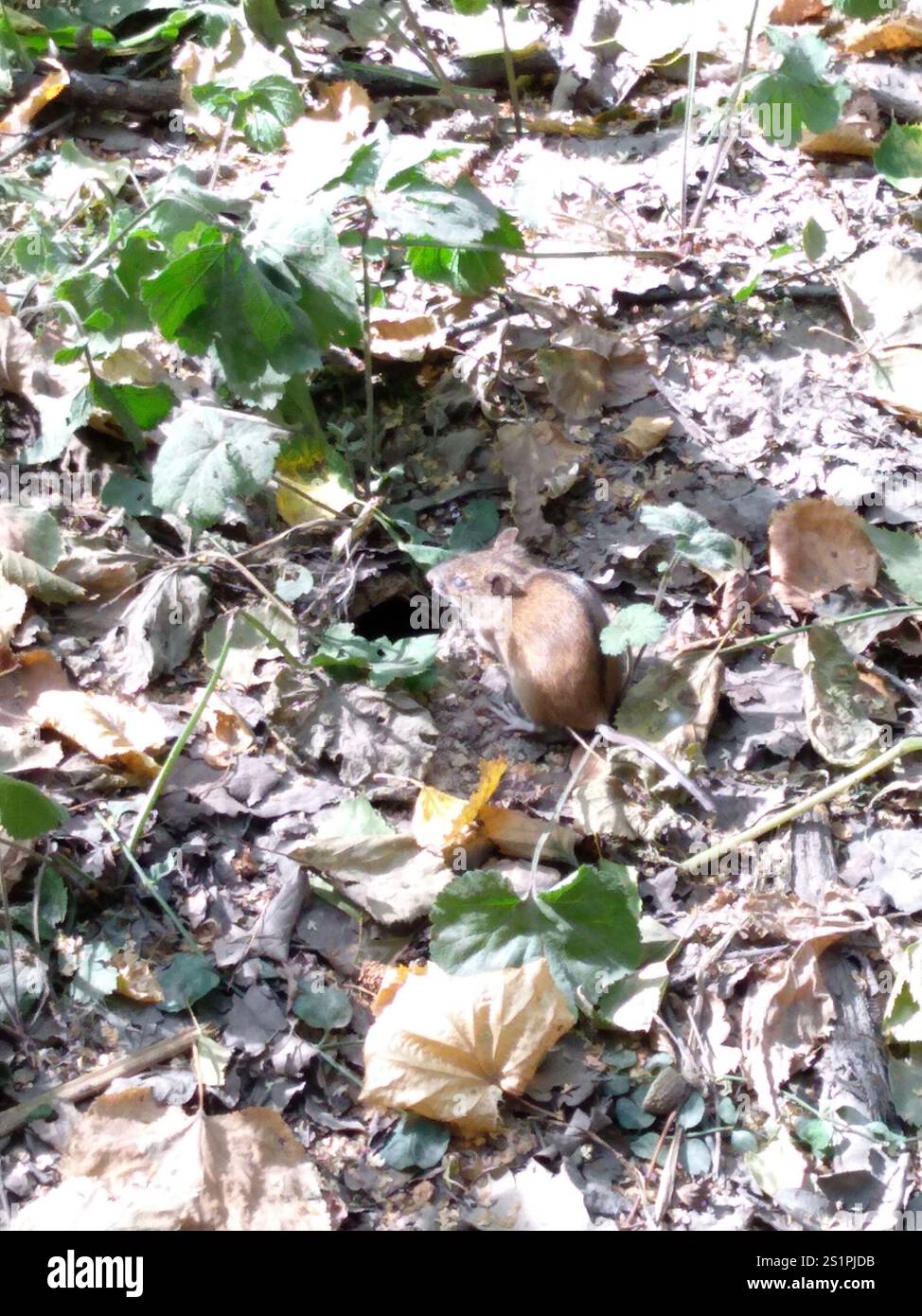 Striped Field Mouse (Apodemus agrarius Stock Photo - Alamy