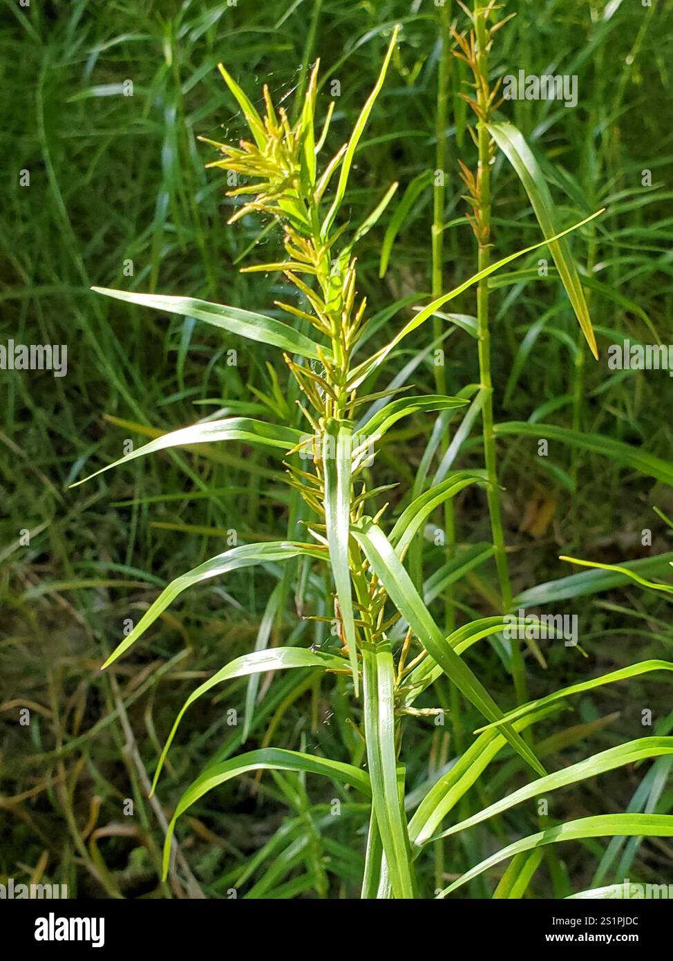 Three-way Sedge (Dulichium arundinaceum Stock Photo - Alamy