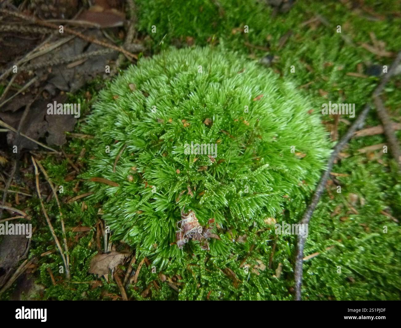 Pincushion Moss (Leucobryum glaucum Stock Photo - Alamy