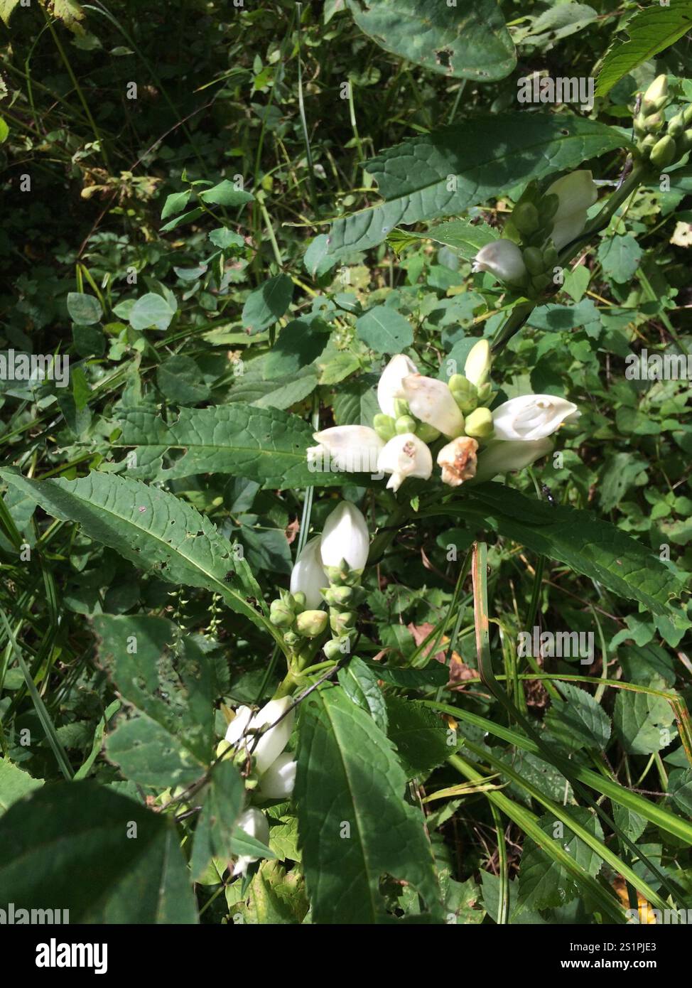 white turtlehead (Chelone glabra Stock Photo - Alamy