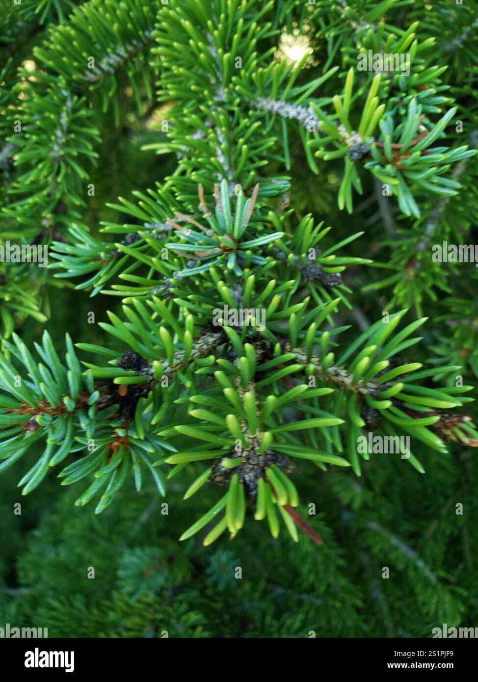 white spruce (Picea glauca Stock Photo - Alamy