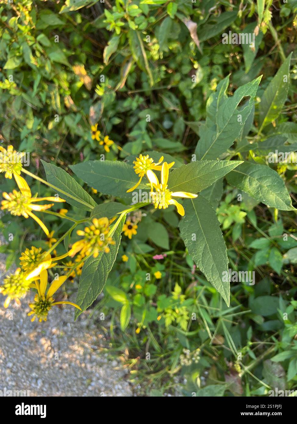 Wingstem (Verbesina alternifolia Stock Photo - Alamy